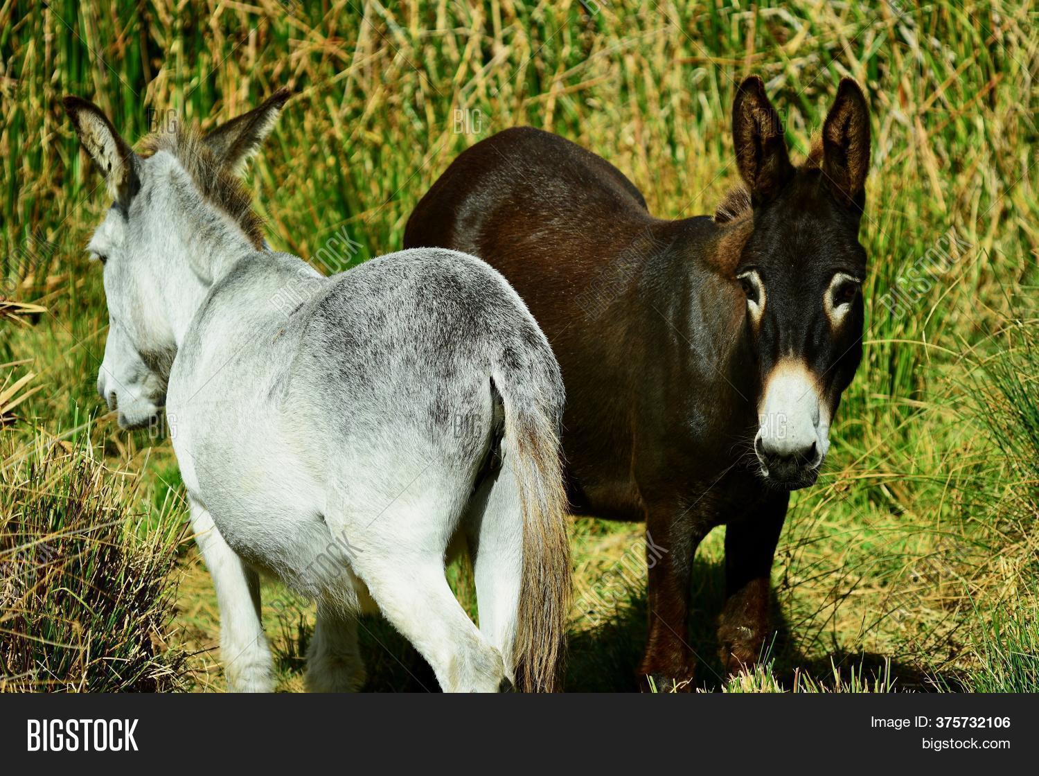 Portrait Donkey. Free- Image & Photo (Free Trial) | Bigstock