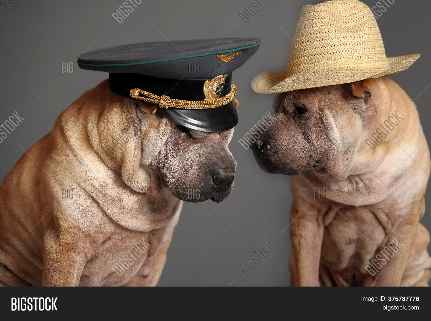Two Sharpays Hat Image & Photo (Free Trial) | Bigstock