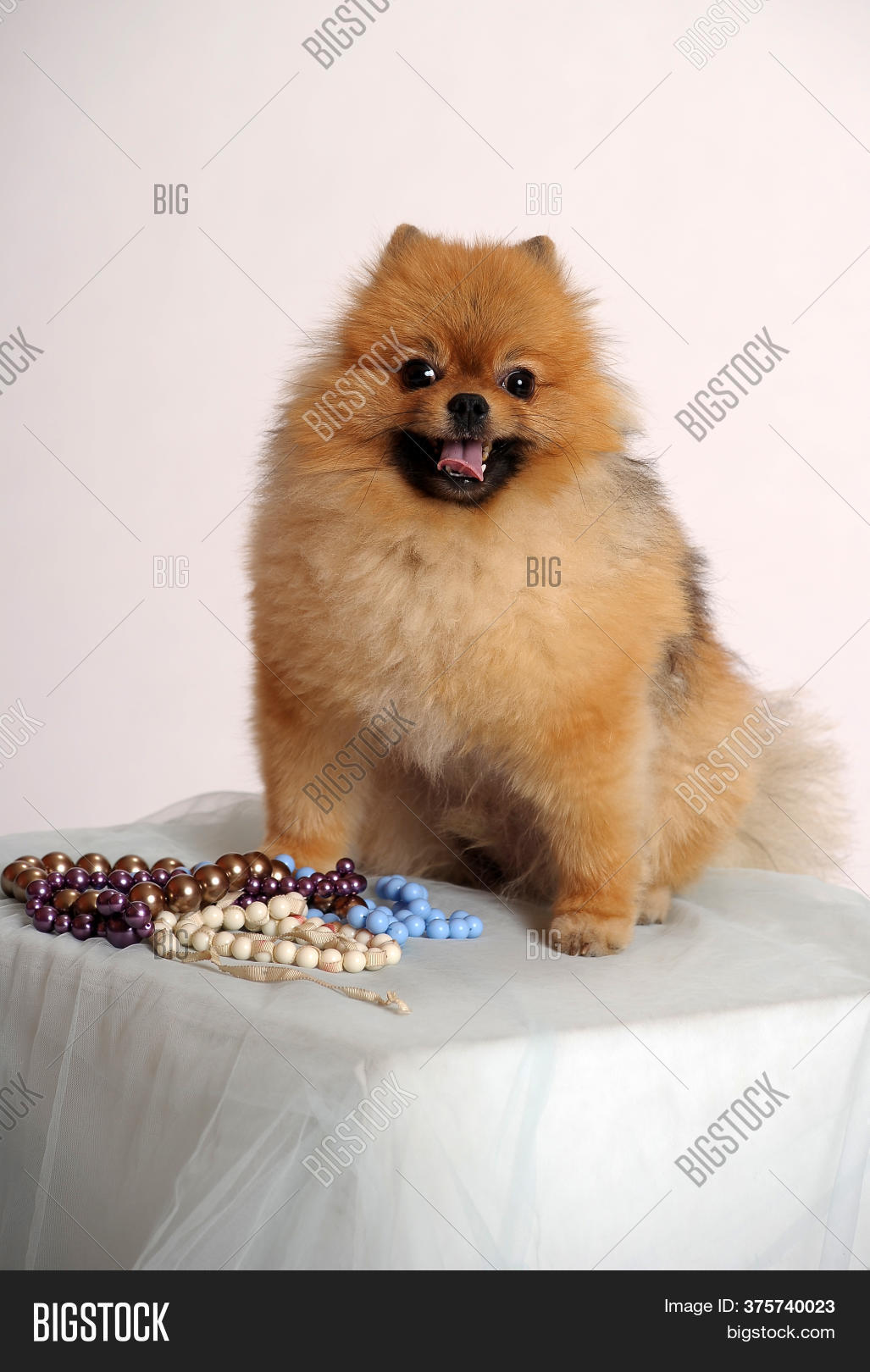 Pomeranian Pomeranian Image & Photo (Free Trial) | Bigstock