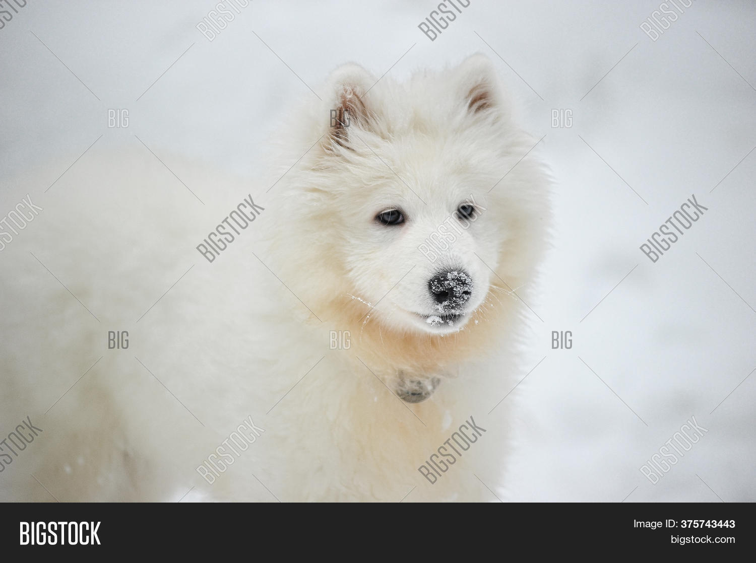 Samoyed Puppy Snow Image & Photo (Free Trial) | Bigstock