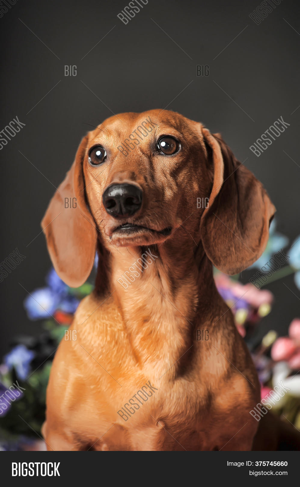 Purebred Dachshund Dog Image & Photo (Free Trial) | Bigstock