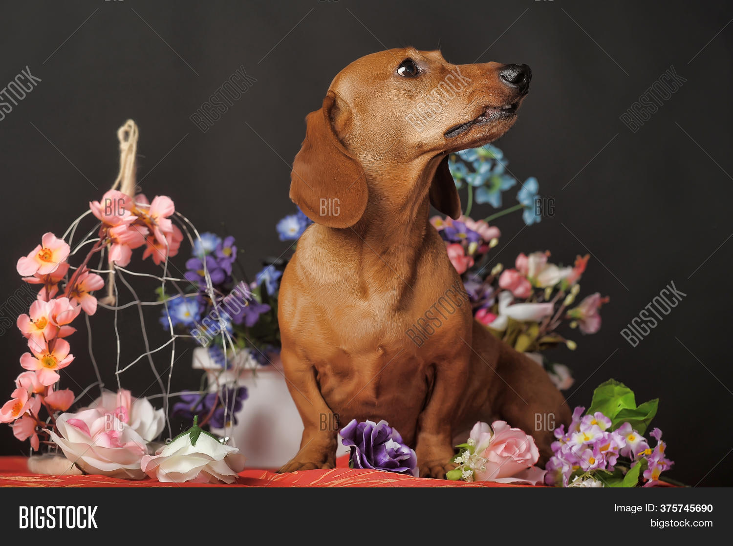 Purebred Dachshund Dog Image & Photo (Free Trial) | Bigstock