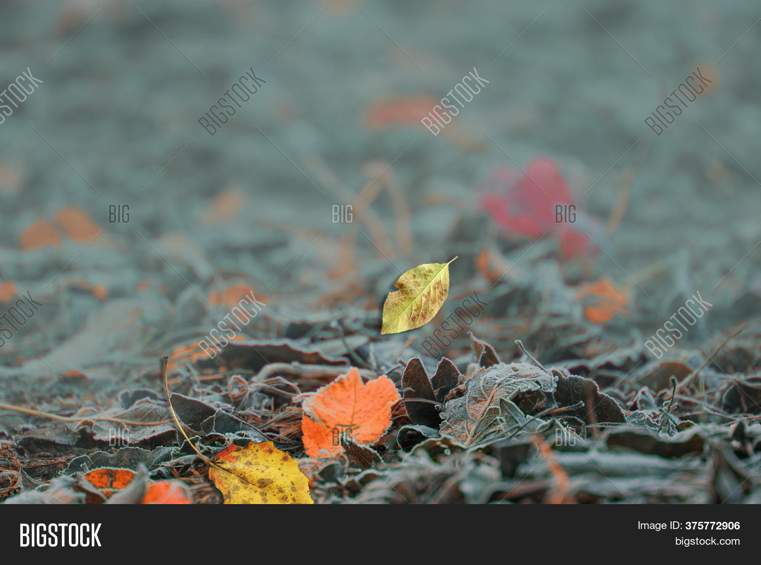 Fallen Autumn Leaves Image & Photo (Free Trial) | Bigstock