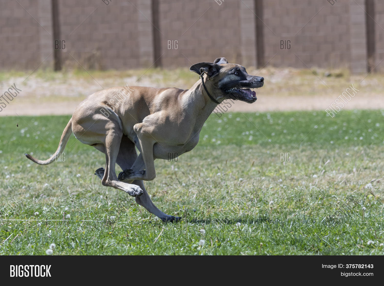 Tan Great Dane Grass Image & Photo (Free Trial) | Bigstock