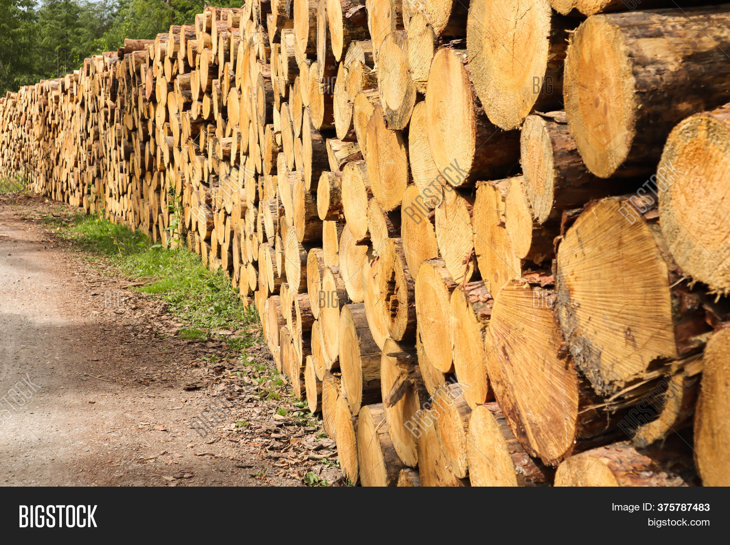 Felled Tree Trunks Image & Photo (Free Trial) | Bigstock