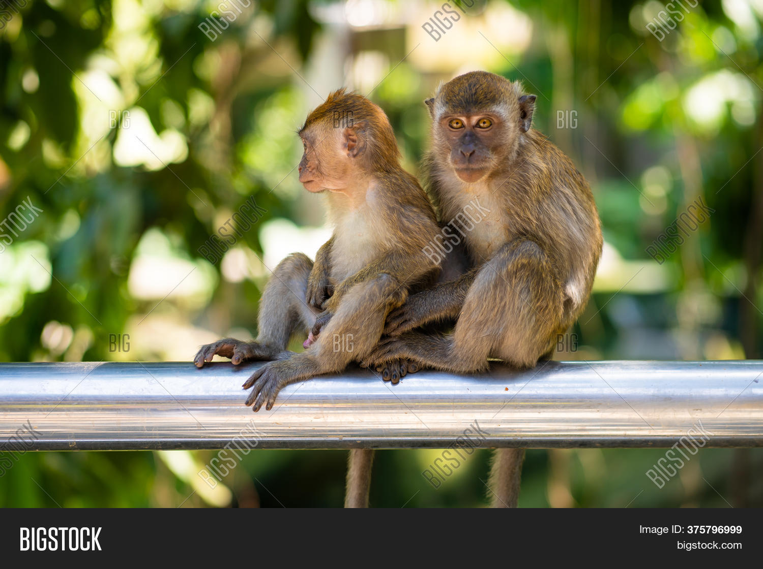 Two Little Monkeys Hug Image & Photo (Free Trial) | Bigstock