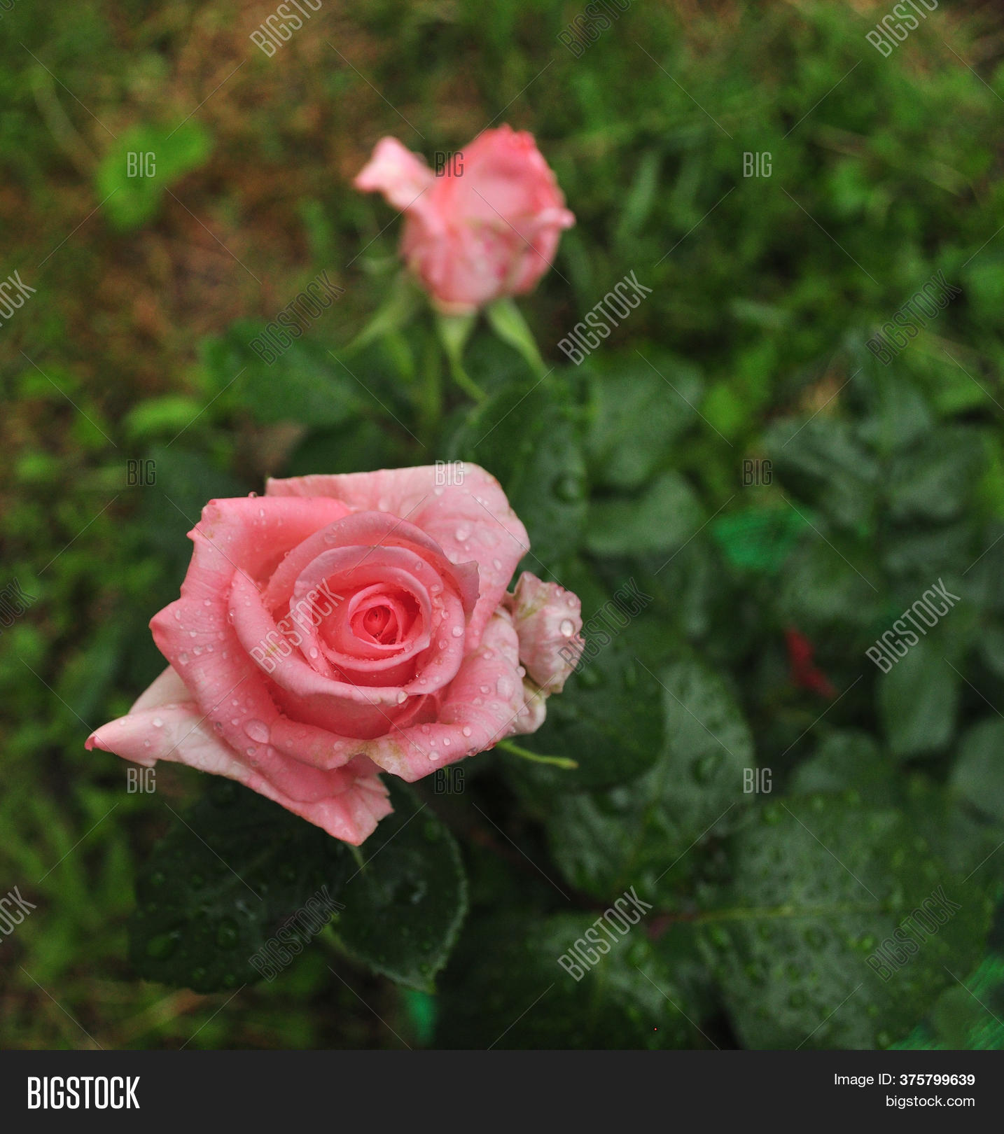 Roses Dew Drops After Image & Photo (Free Trial) | Bigstock