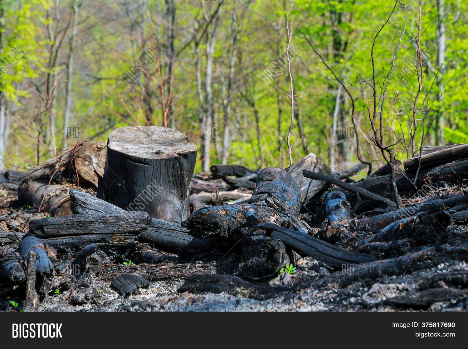 Charred Trees After Image & Photo (Free Trial) | Bigstock