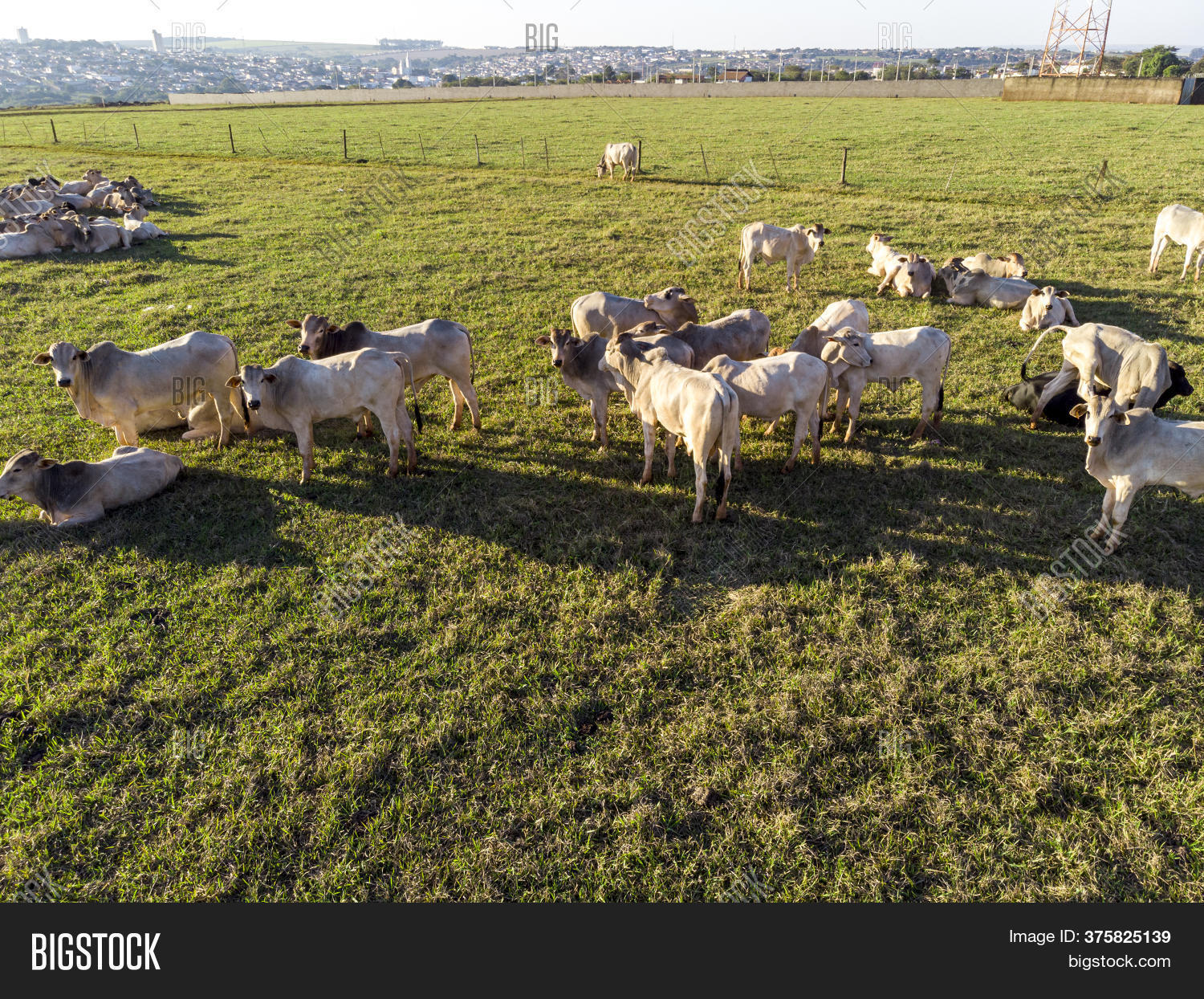 Cattle Herd Grazing Image & Photo (Free Trial) | Bigstock