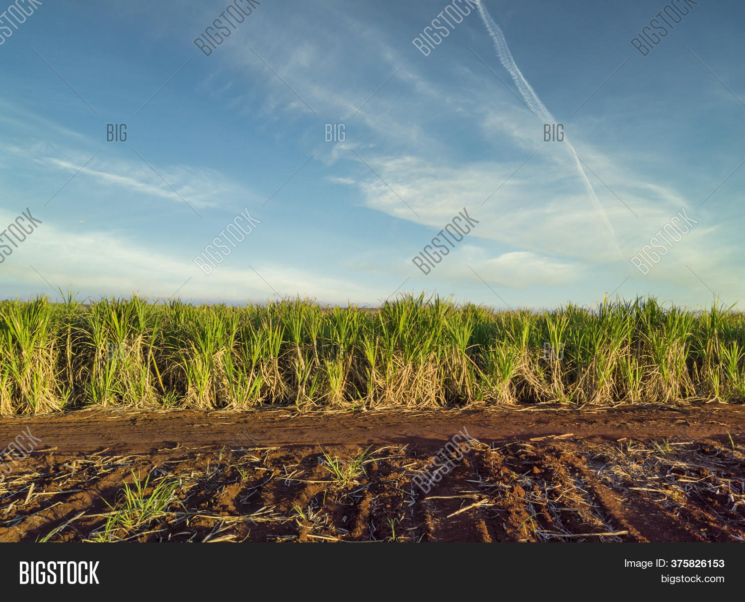Beautiful Sugar Cane Image & Photo (Free Trial) | Bigstock