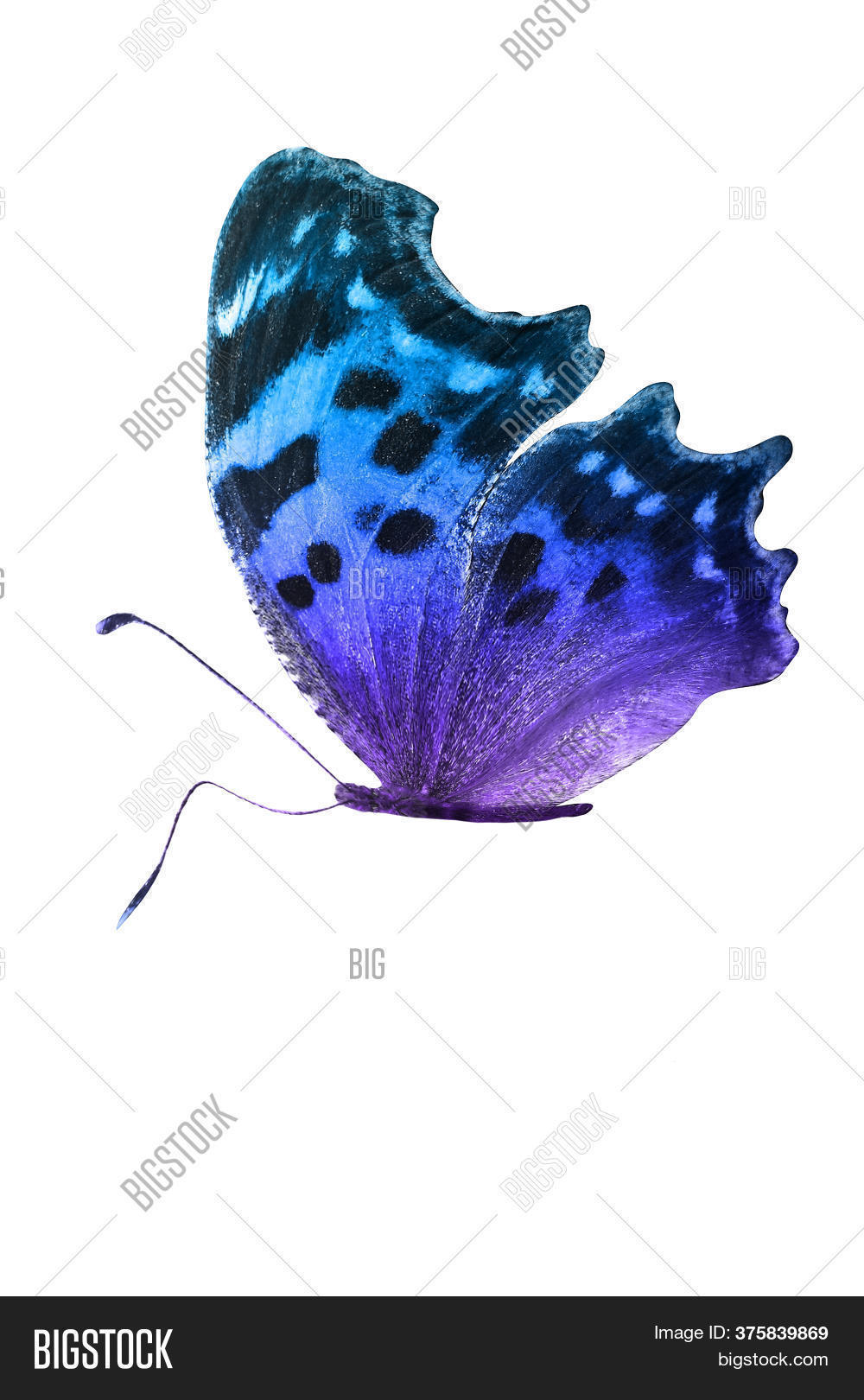 Colored Butterfly Image & Photo (Free Trial) | Bigstock