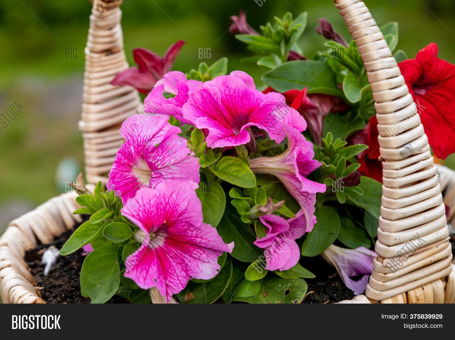 Beautiful Petunia Image & Photo (Free Trial) | Bigstock