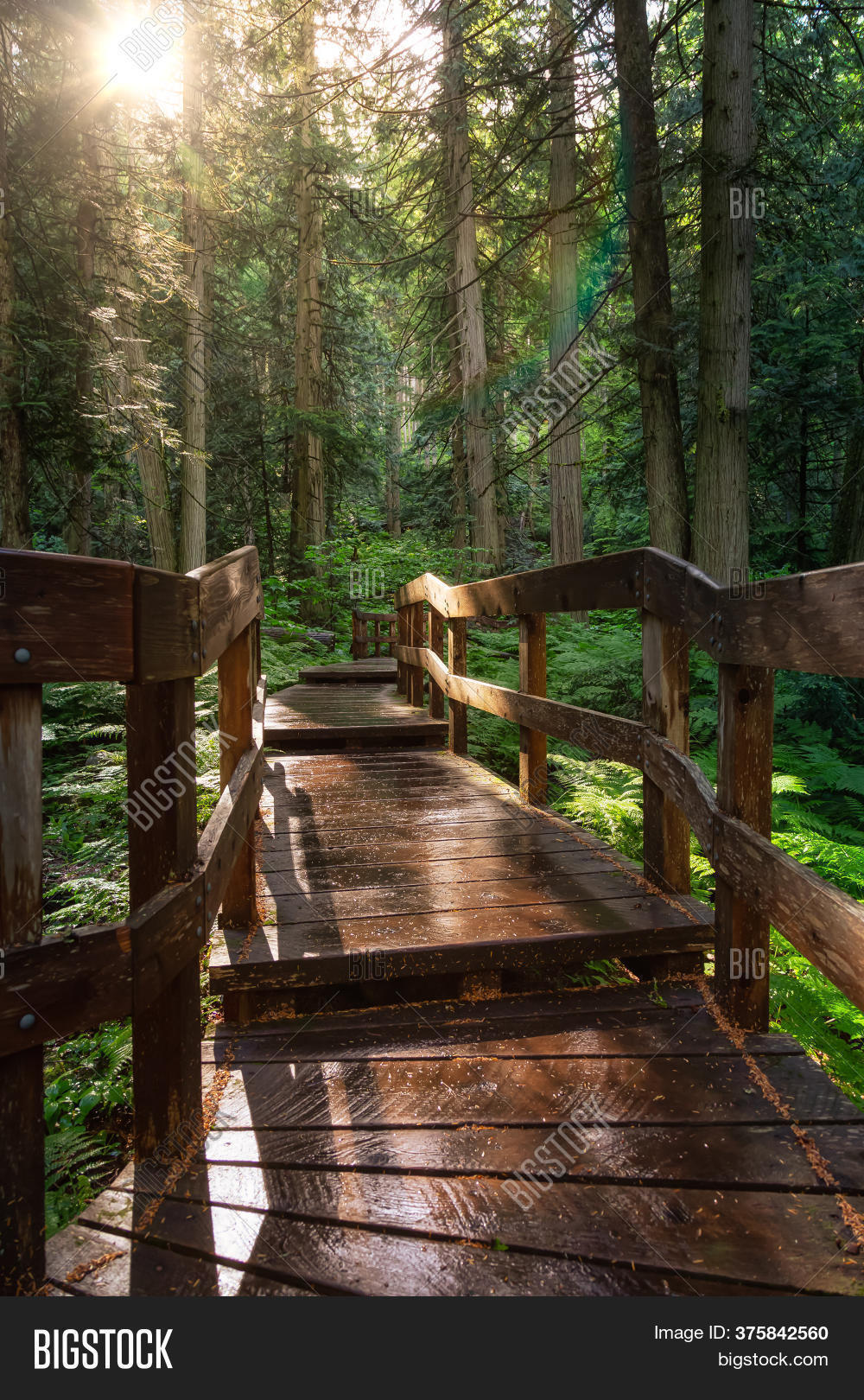 Wooden Pathway Rain Image & Photo (Free Trial) | Bigstock