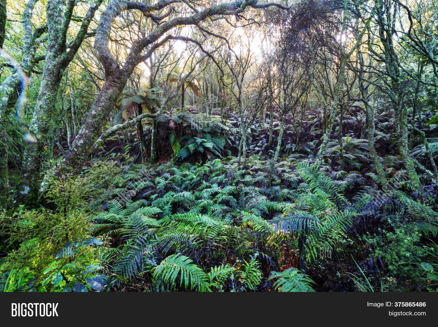 New Zealand Tropical Image & Photo (Free Trial) | Bigstock