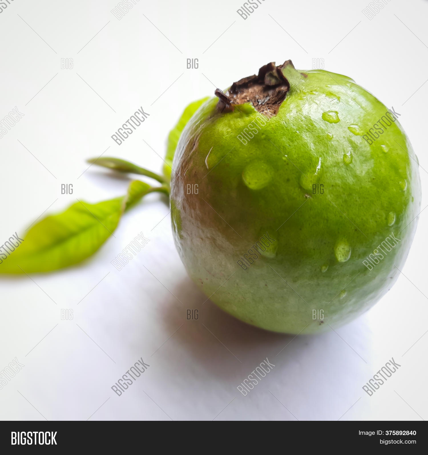 Green Color Guava Image & Photo (Free Trial) | Bigstock