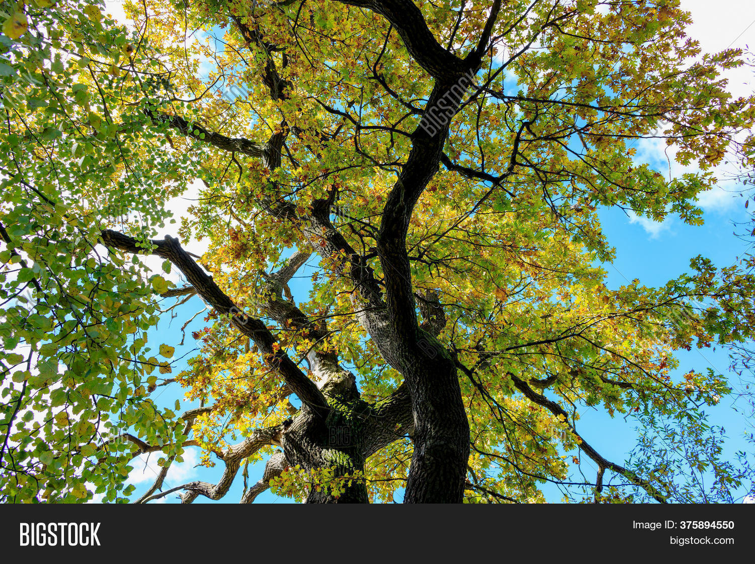 Curved Trunk Oak Tree Image & Photo (Free Trial) | Bigstock