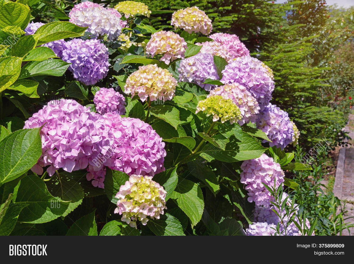 Beautiful Colorful Image & Photo (Free Trial) | Bigstock