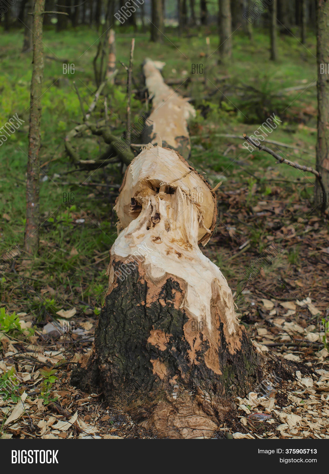 Damage Caused Forest Image & Photo (Free Trial) | Bigstock