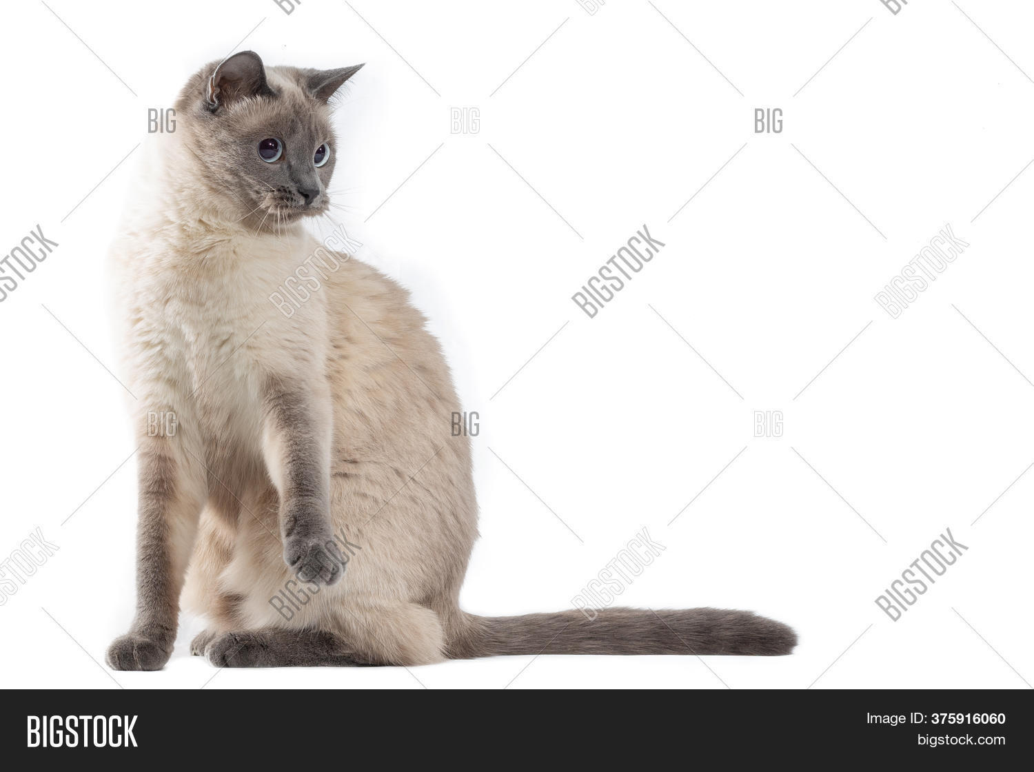 Cat Sits On Hind Legs Image & Photo (Free Trial) | Bigstock