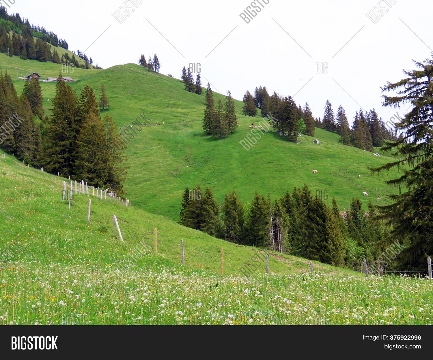 Alpine Pastures Image & Photo (Free Trial) | Bigstock