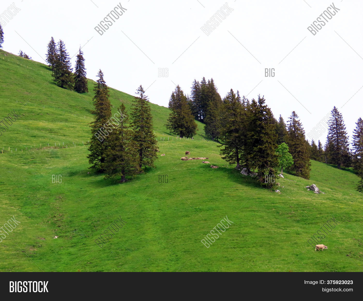 Alpine Pastures Image & Photo (Free Trial) | Bigstock