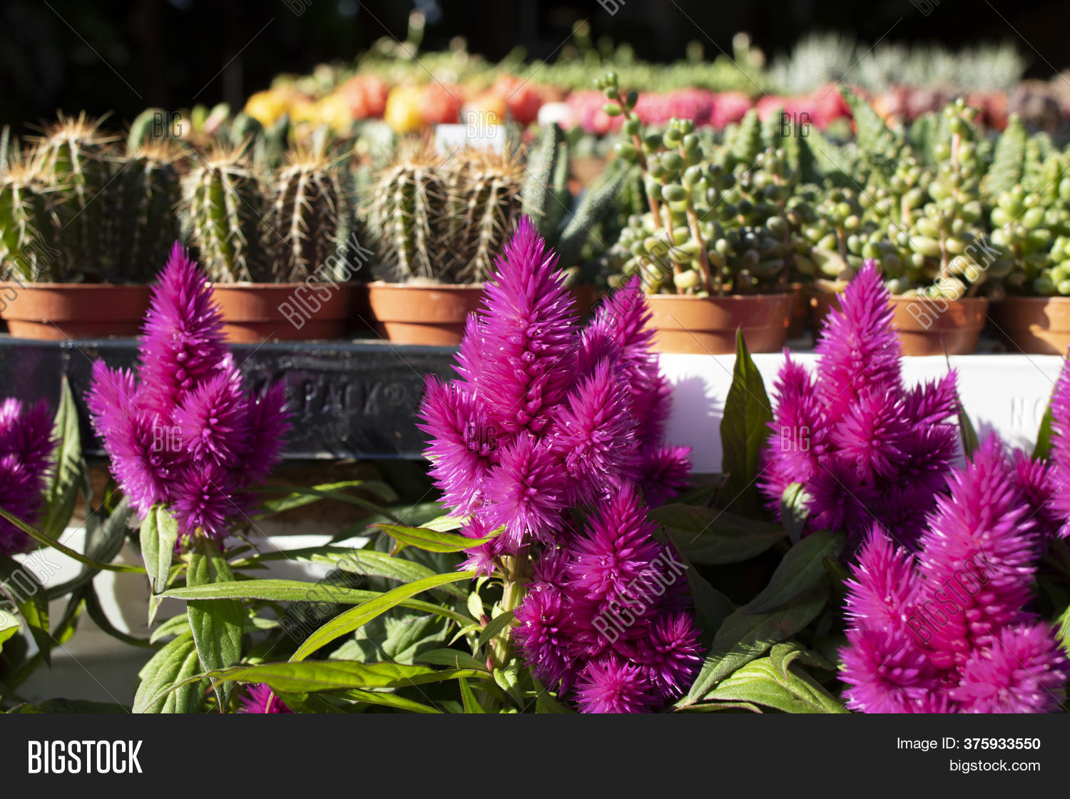 Celosia Cristata. Image & Photo (Free Trial) | Bigstock