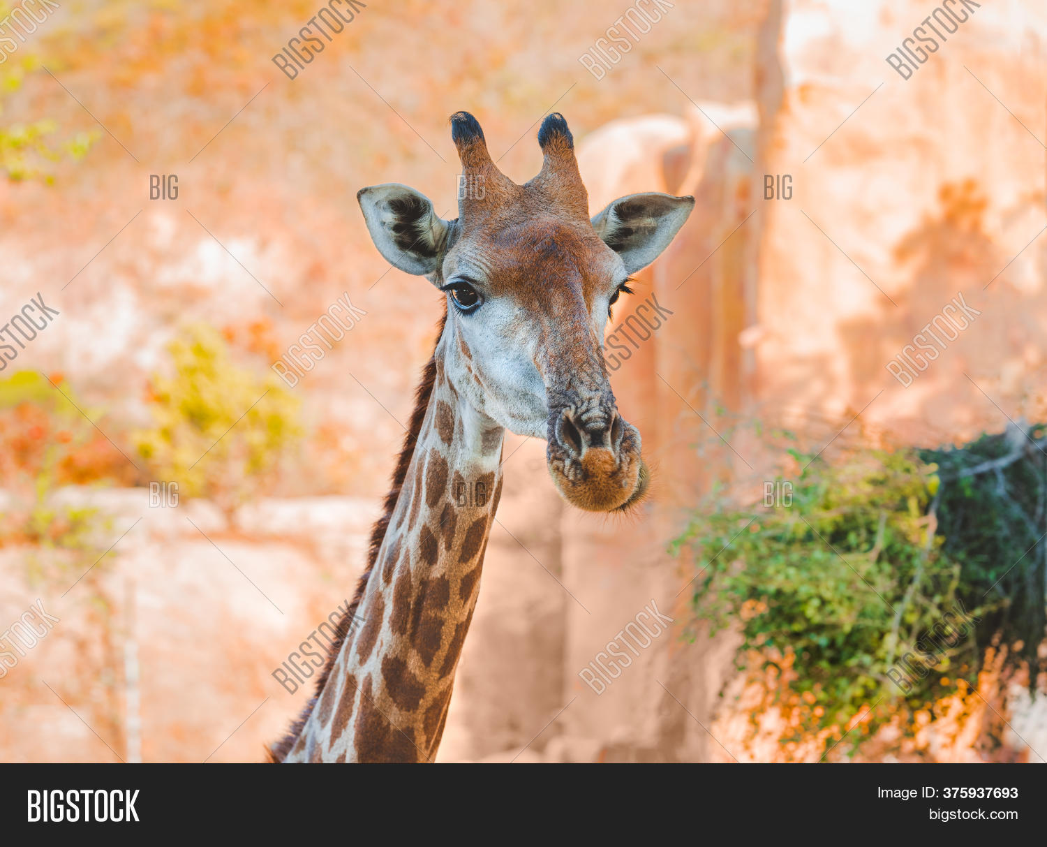 Close- Cute Giraffe Image & Photo (Free Trial) | Bigstock