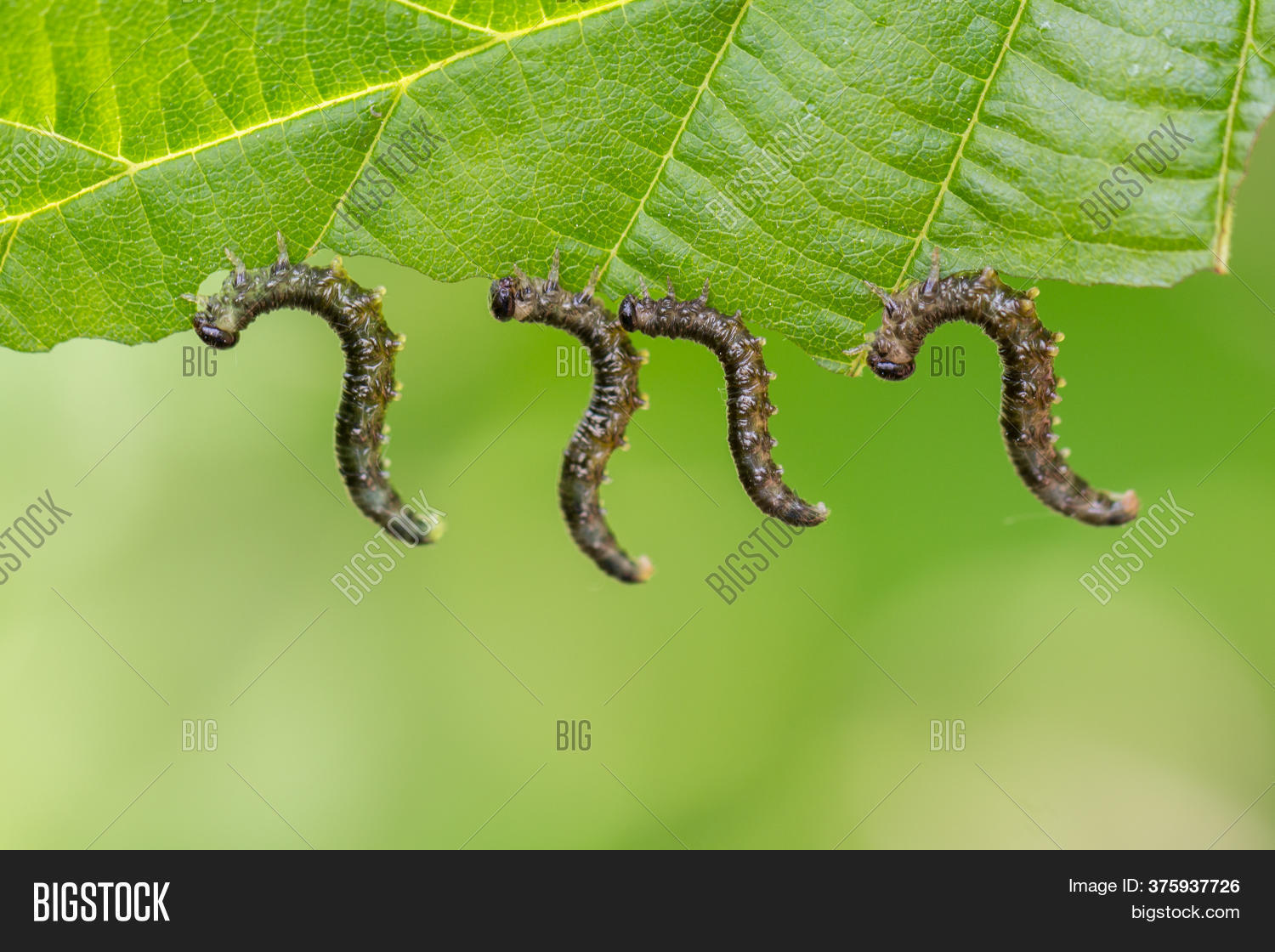 Four Larvae Symphyta Image & Photo (Free Trial) | Bigstock