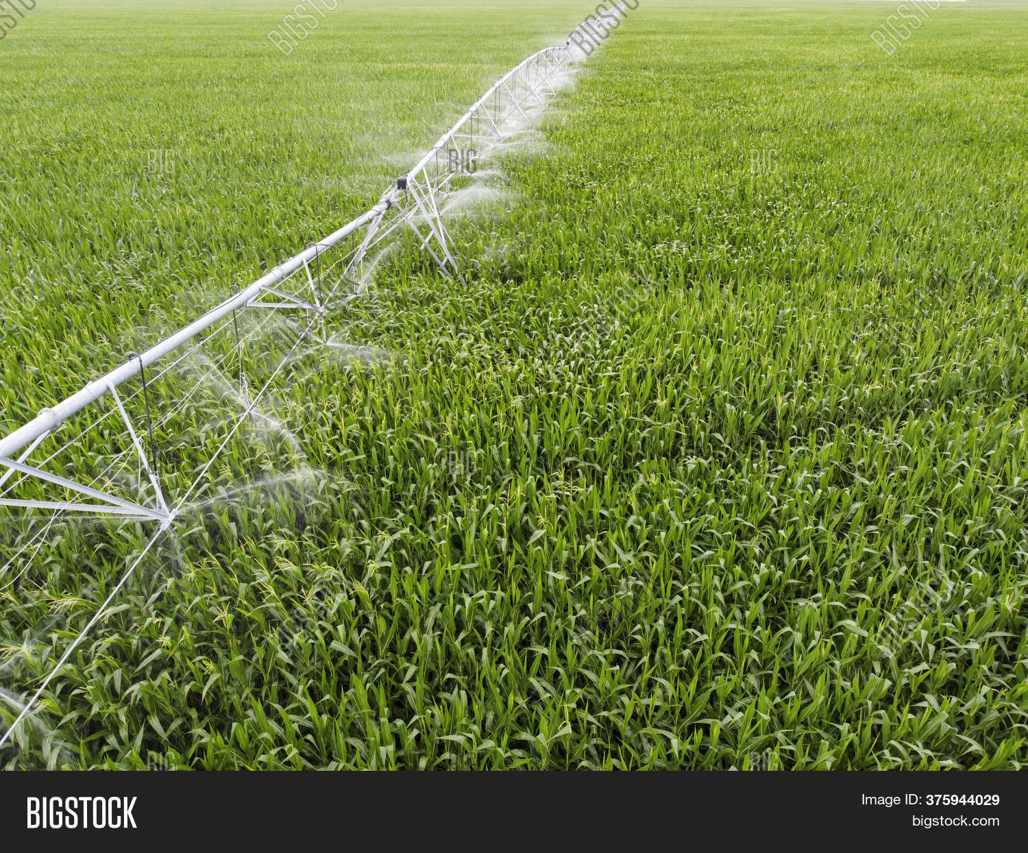 Irrigation Corn Field Image & Photo (Free Trial) | Bigstock