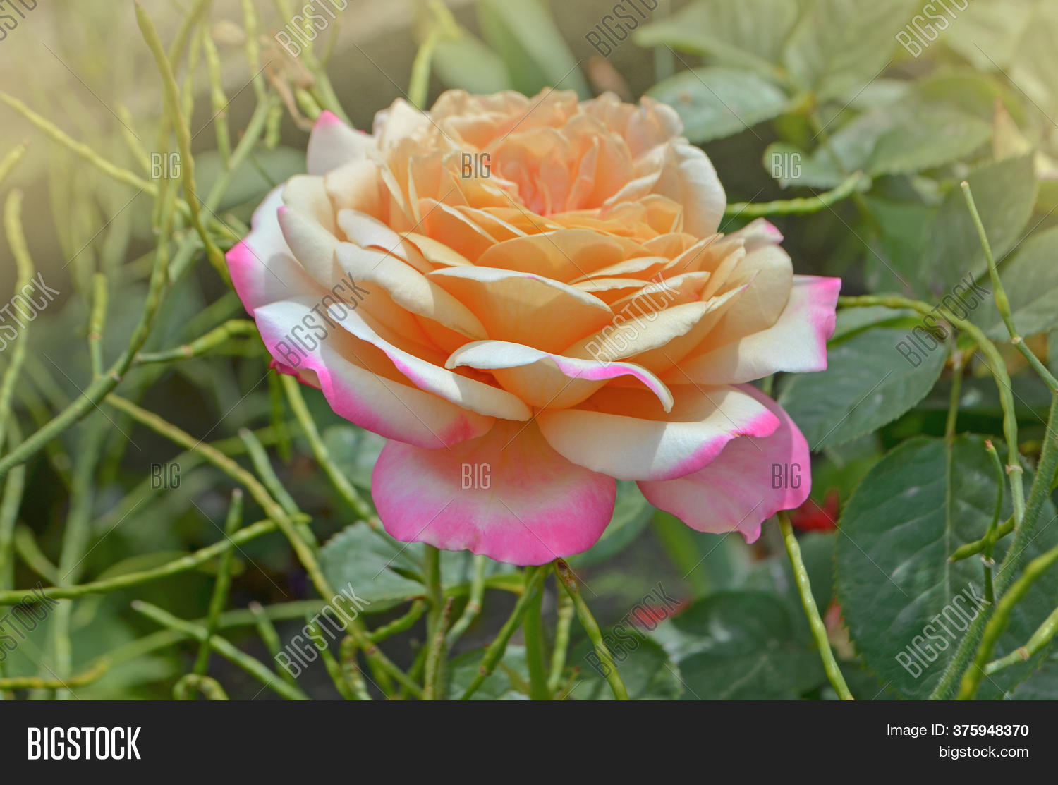 Rose Two Colors Single Image & Photo (Free Trial) | Bigstock