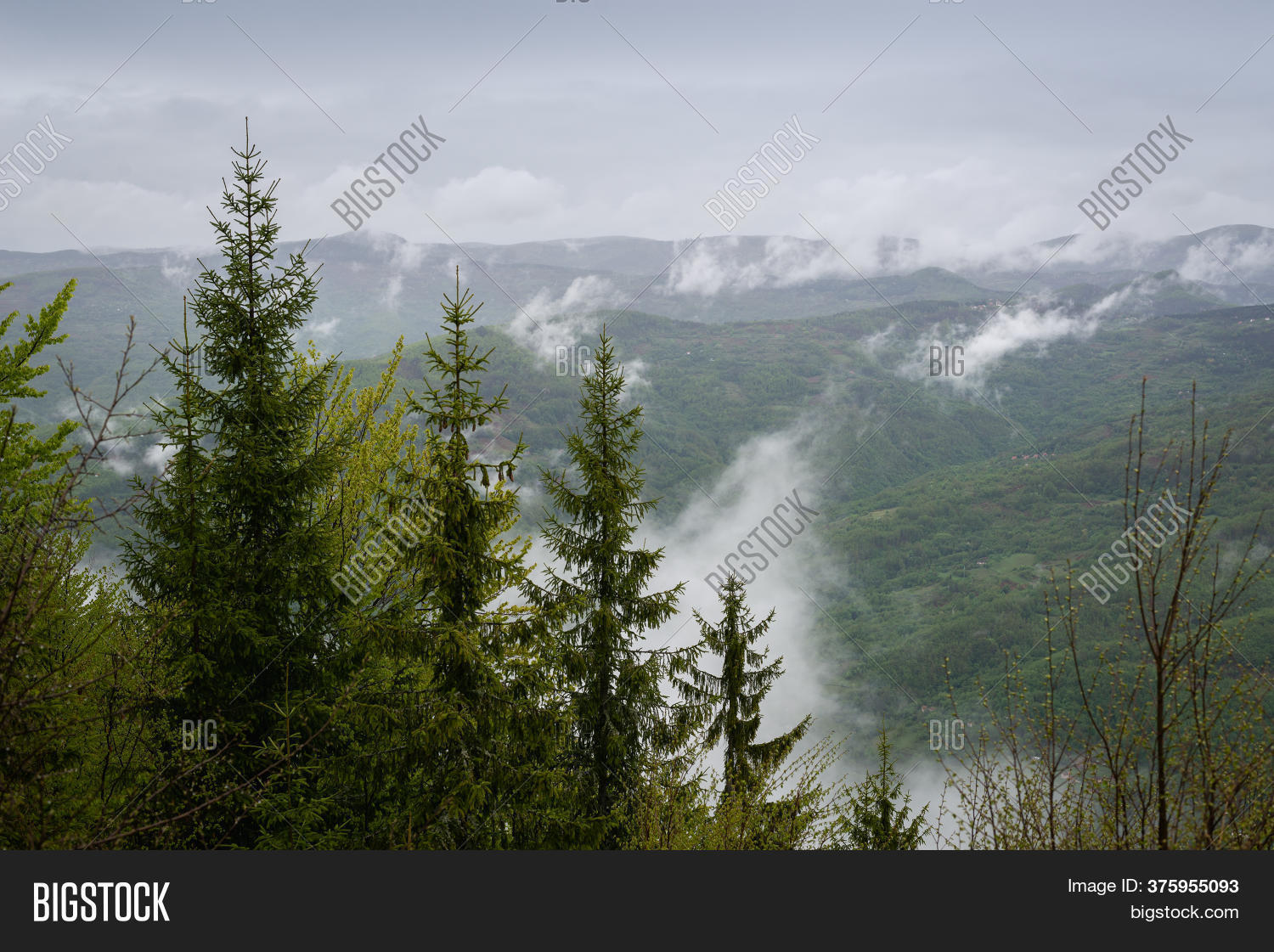 Rain Pine Forest Image & Photo (Free Trial) | Bigstock