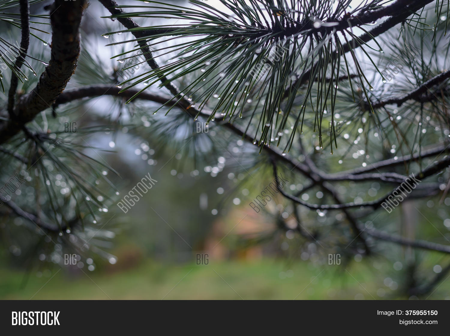 Raindrops On Pine Image & Photo (Free Trial) | Bigstock