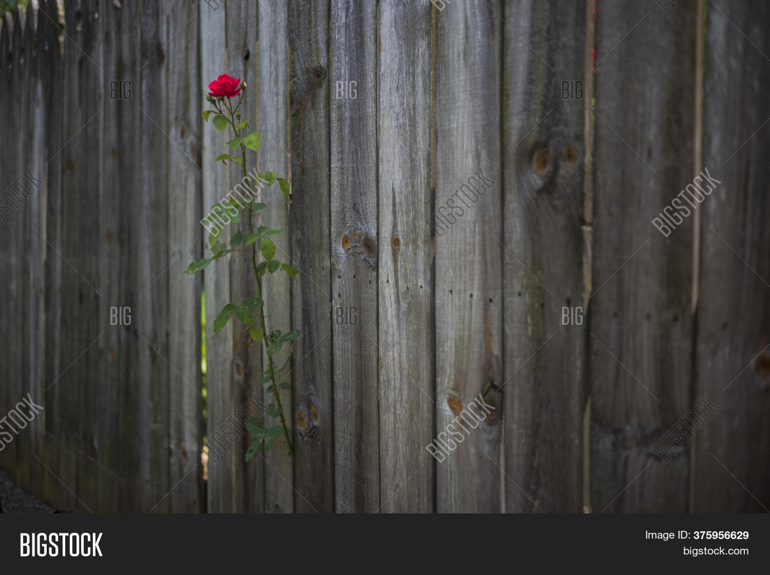 Single Rose Neighbor's Image & Photo (Free Trial) | Bigstock