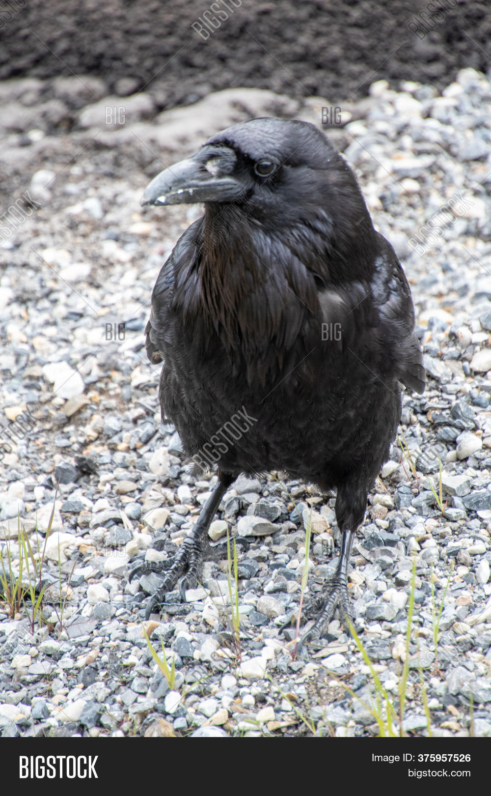Raven Perching On Image & Photo (Free Trial) | Bigstock