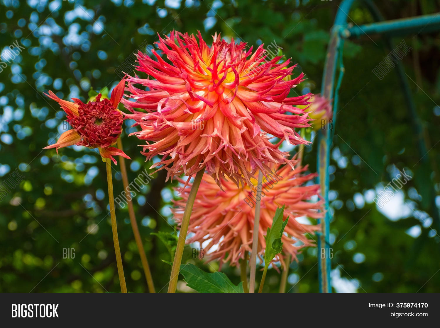 Large Flowers Opening Image & Photo (Free Trial) | Bigstock