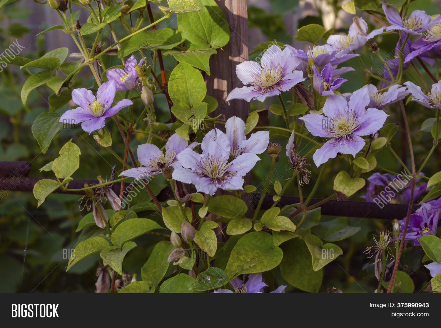 Lilac Flowers Clematis Image & Photo (Free Trial) | Bigstock