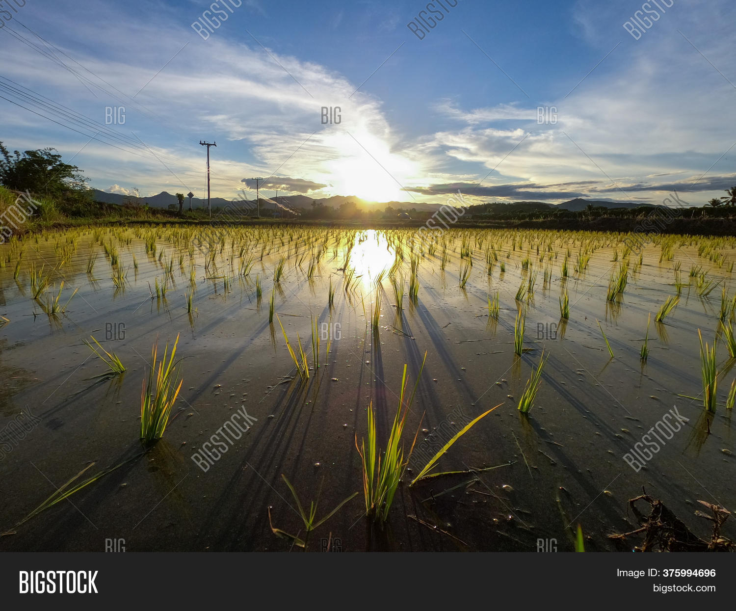 Beautiful View Rice Image & Photo (Free Trial) | Bigstock