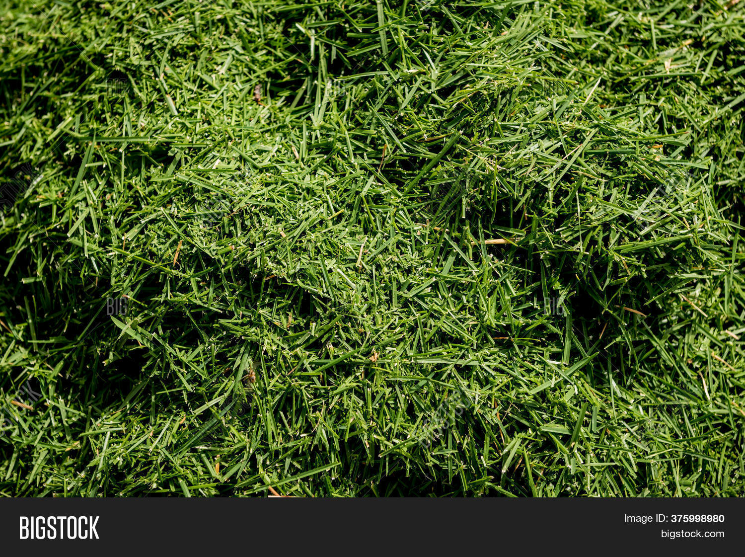 Texture Mowed Green Image & Photo (Free Trial) | Bigstock