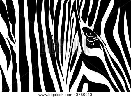 Zebra Texture Vector & Photo (Free Trial) | Bigstock