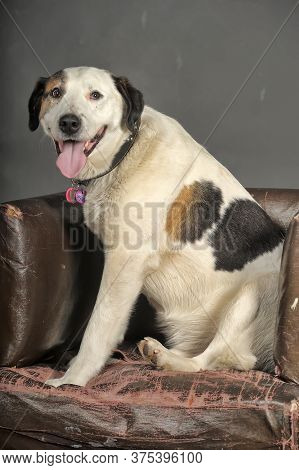 Mongrel Dog Images, Illustrations & Vectors (Free) - Bigstock