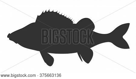 Perch. Hand Drawn Vector & Photo (Free Trial) | Bigstock