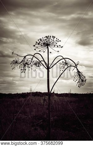 Gloomy Plant On Image & Photo (Free Trial) | Bigstock