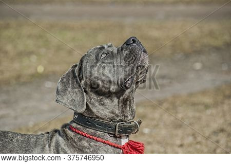 Gray Cane Corso Puppy Image & Photo (Free Trial) | Bigstock