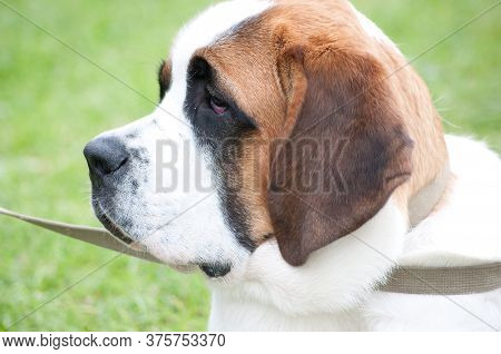 Saint Bernard Dog Image & Photo (Free Trial) | Bigstock