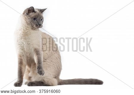 Cat Sits On Hind Legs Image & Photo (Free Trial) | Bigstock