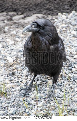 Raven Perching On Image & Photo (Free Trial) | Bigstock