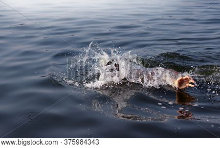 Woman Diving Into Water Images, Illustrations & Vectors (Free) - Bigstock