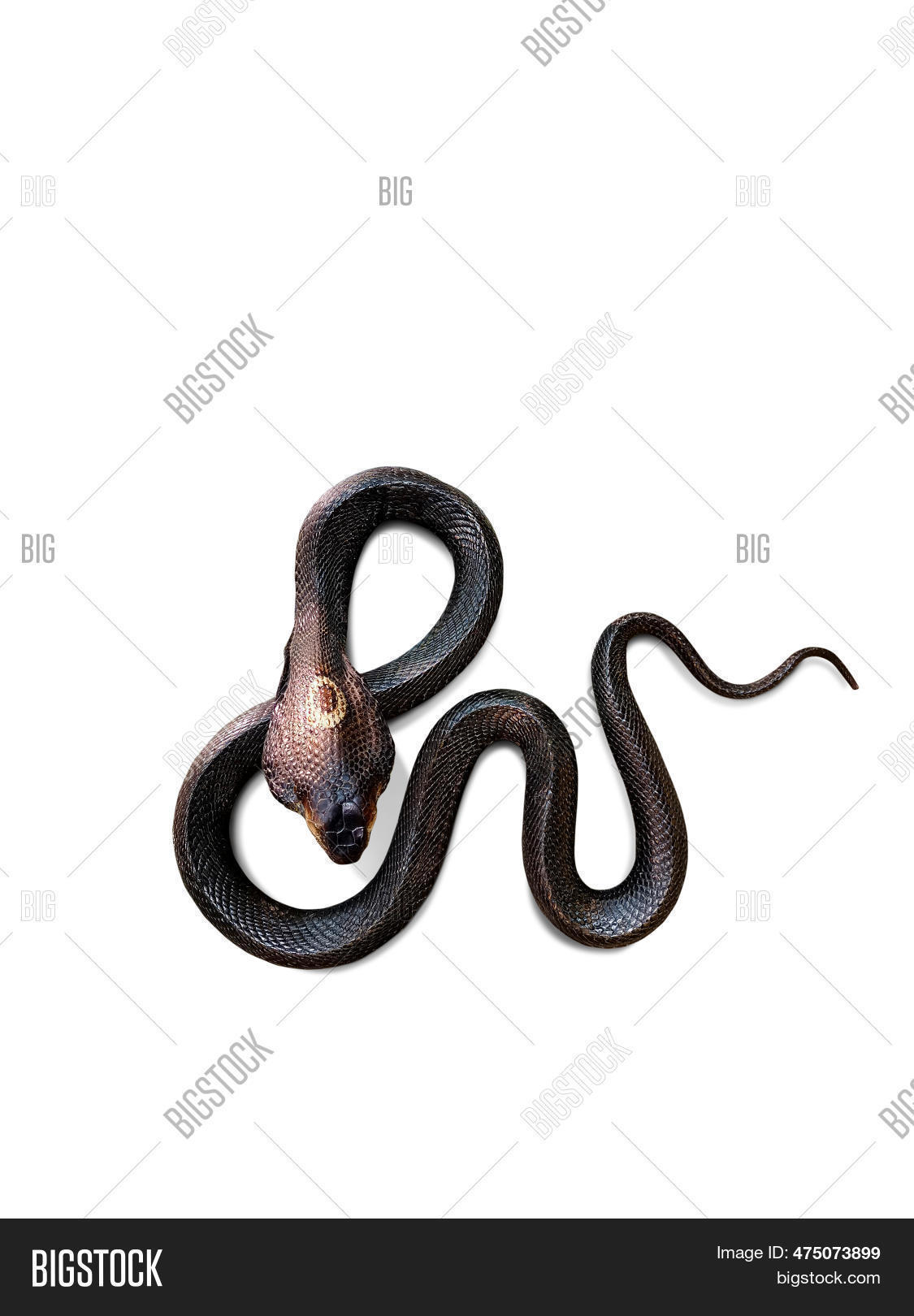 Cobra. Dead Venomous Image & Photo (Free Trial) | Bigstock