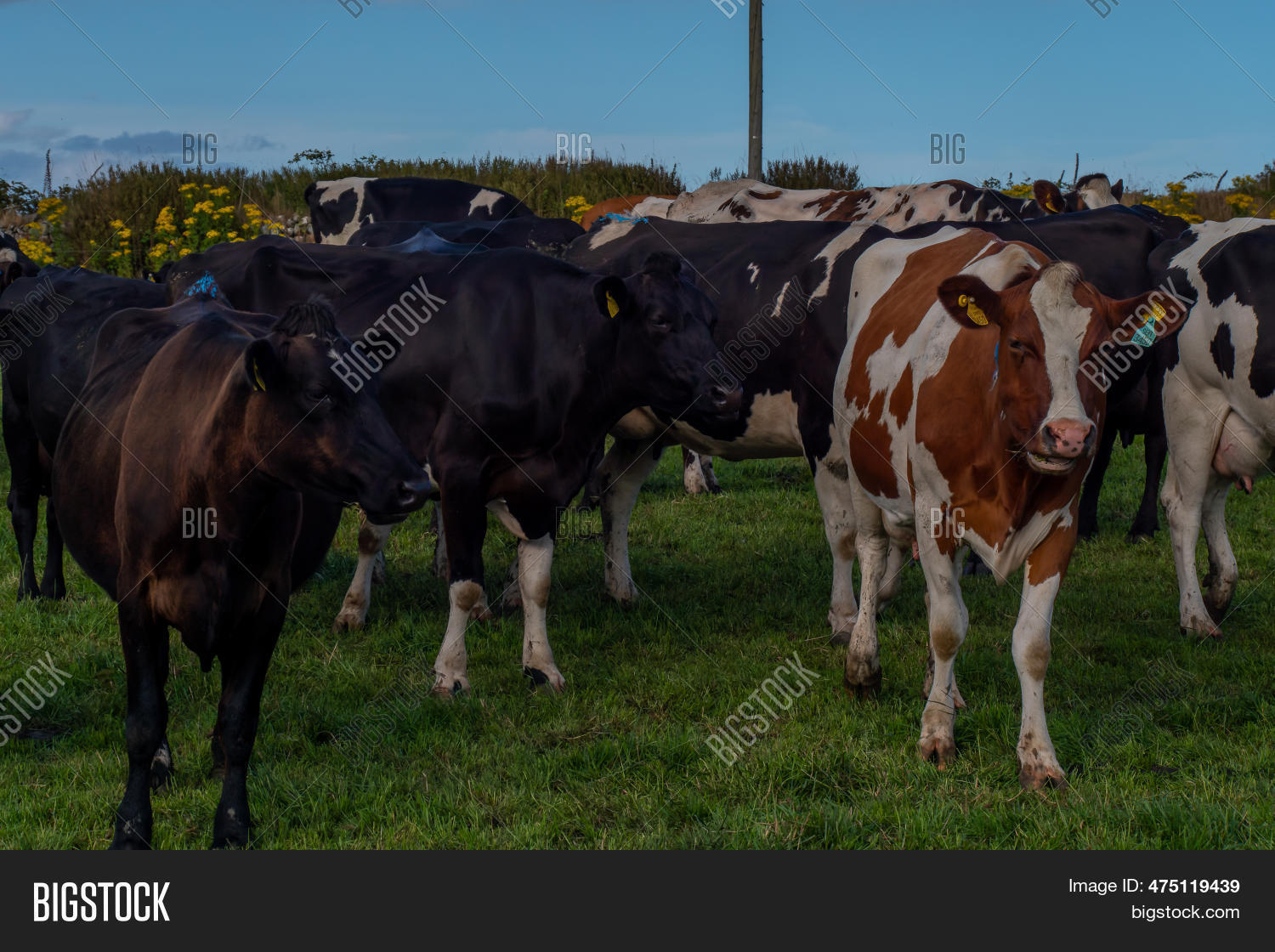 Few Hornless Cows Image & Photo (Free Trial) | Bigstock