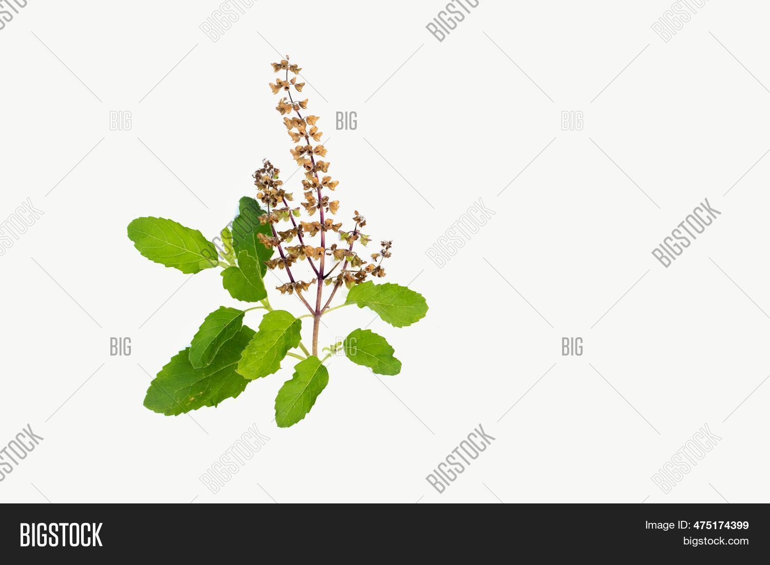 Tulsi Plant Twig Holy Image & Photo (Free Trial) | Bigstock